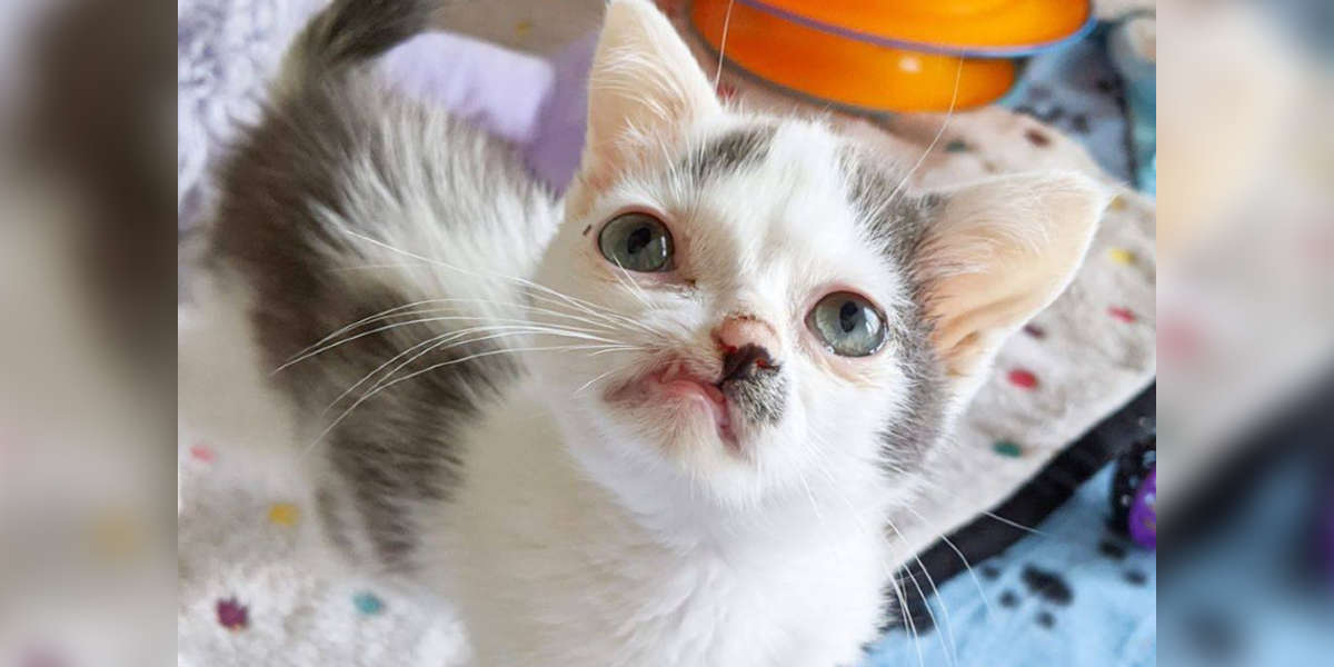 Kitten With Twisted Face Needs Someone To Love Him Just As He Is - The Dodo