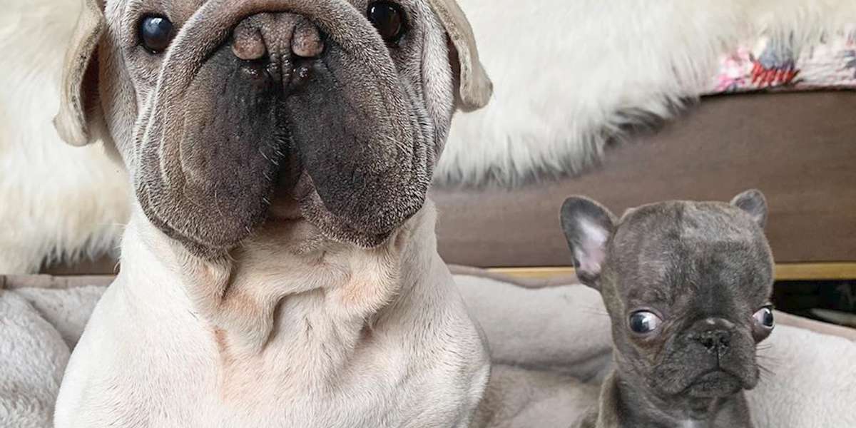 This Is The Cutest Little Alien Ever - Videos - The Dodo