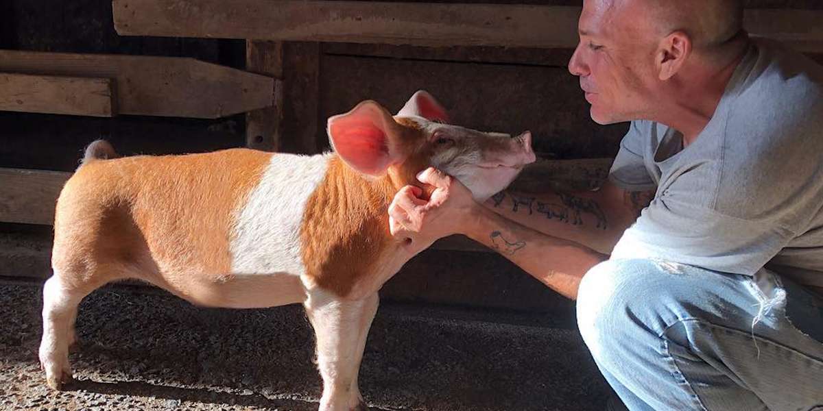 Pig Loves To Launch Himself Onto His Dad's Lap - Videos - The Dodo
