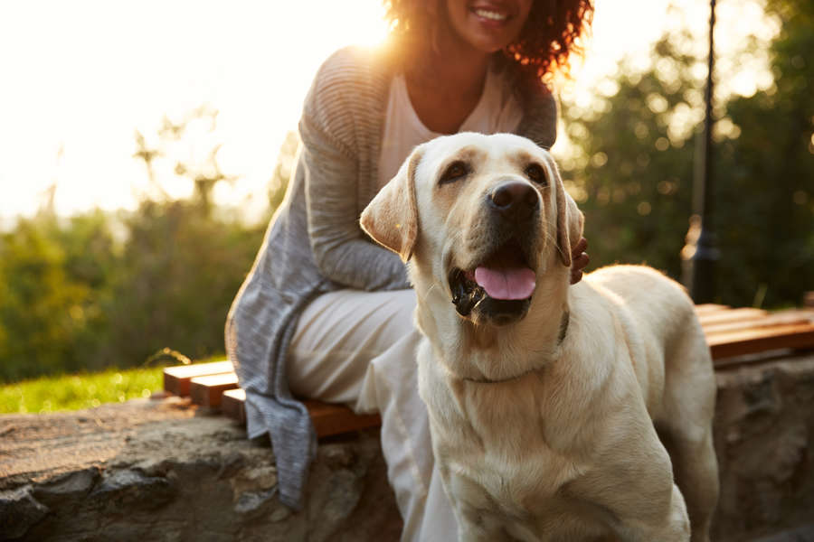Most Pet-Friendly Cities 2020: Which US City is the Best for Pets ...