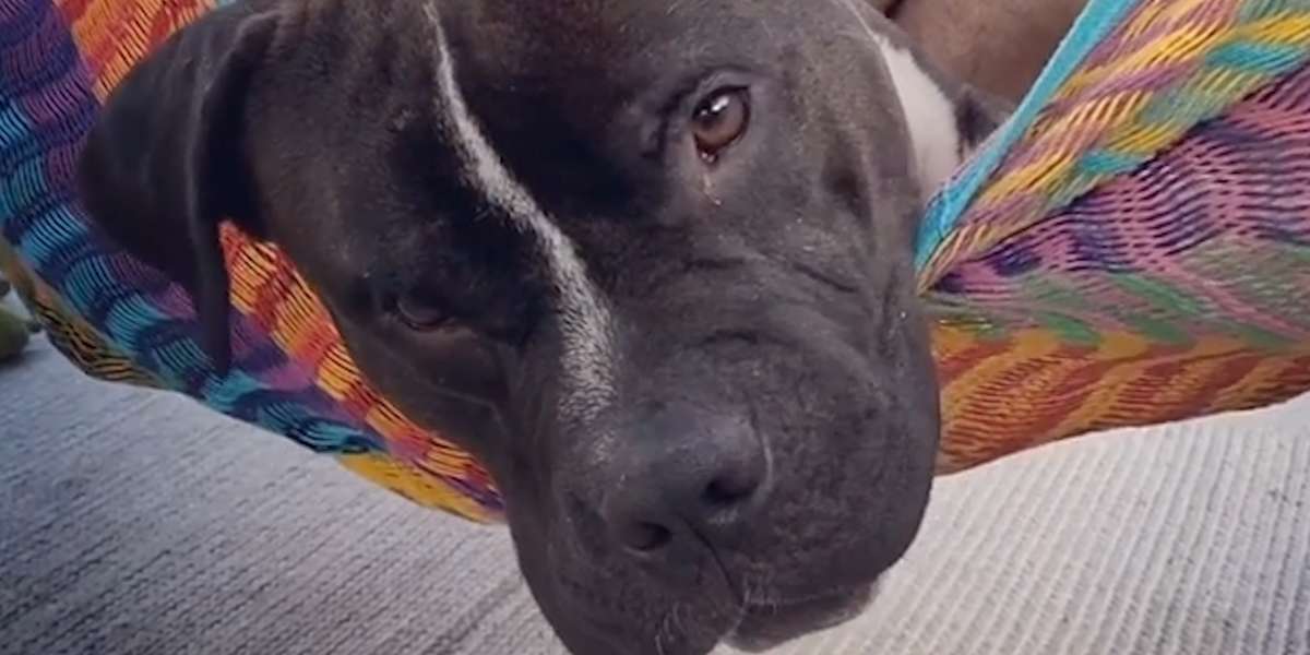 Watch This Sad Pittie Get So Silly And Happy - Videos - The Dodo