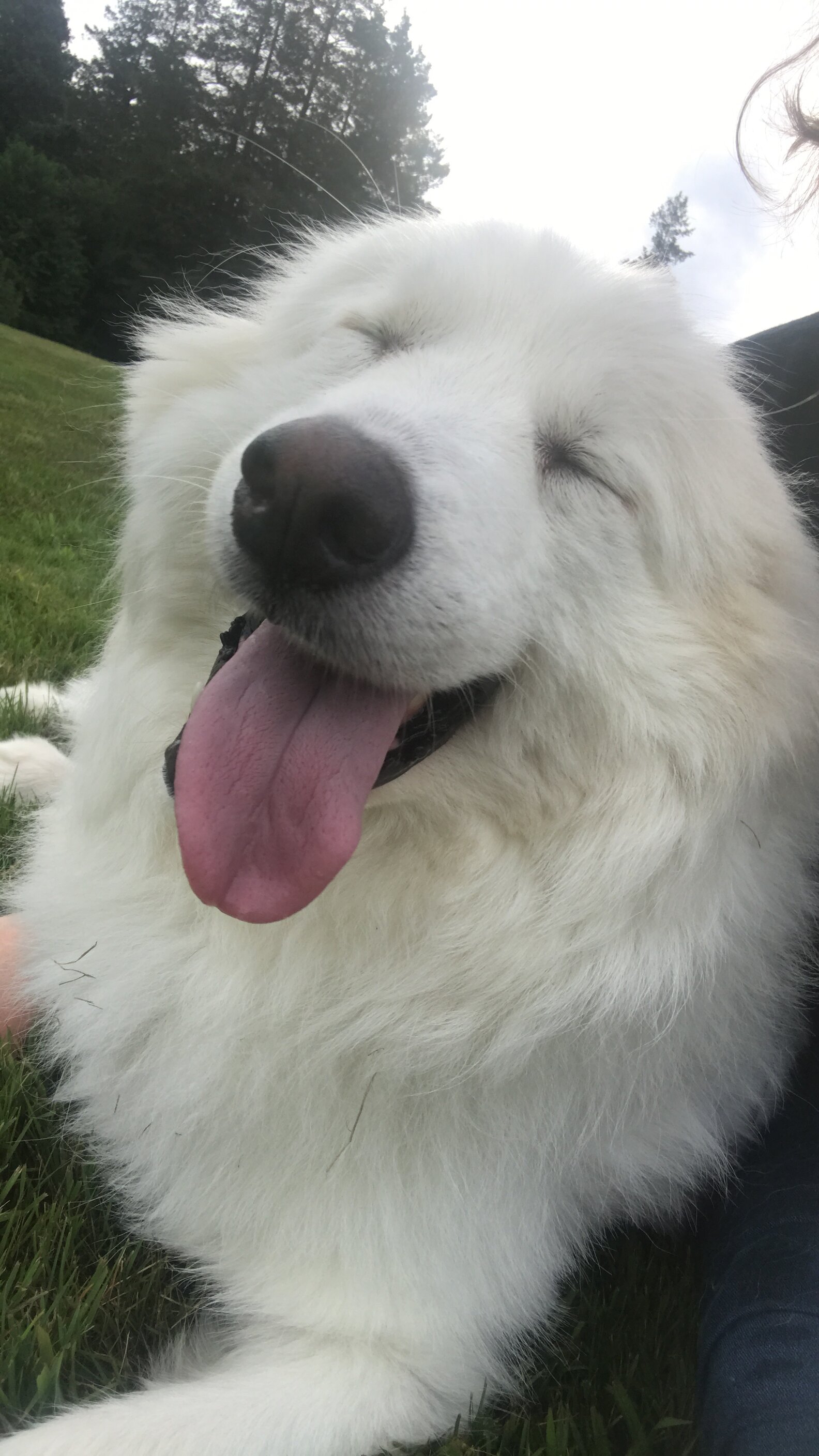 Dog Is So Excited To Learn 'Paw' That She Won't Stop Doing It - The Dodo