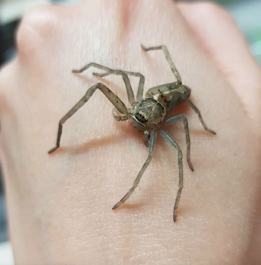 Woman Finds 2-Legged Spider And Helps Her Grow Her Legs Back - The Dodo