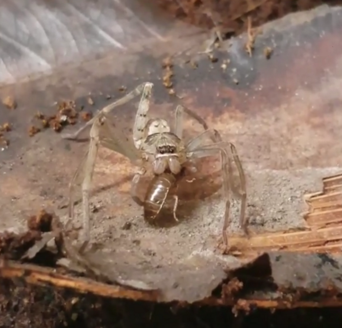 Woman Finds 2-Legged Spider And Helps Her Grow Her Legs Back - The Dodo