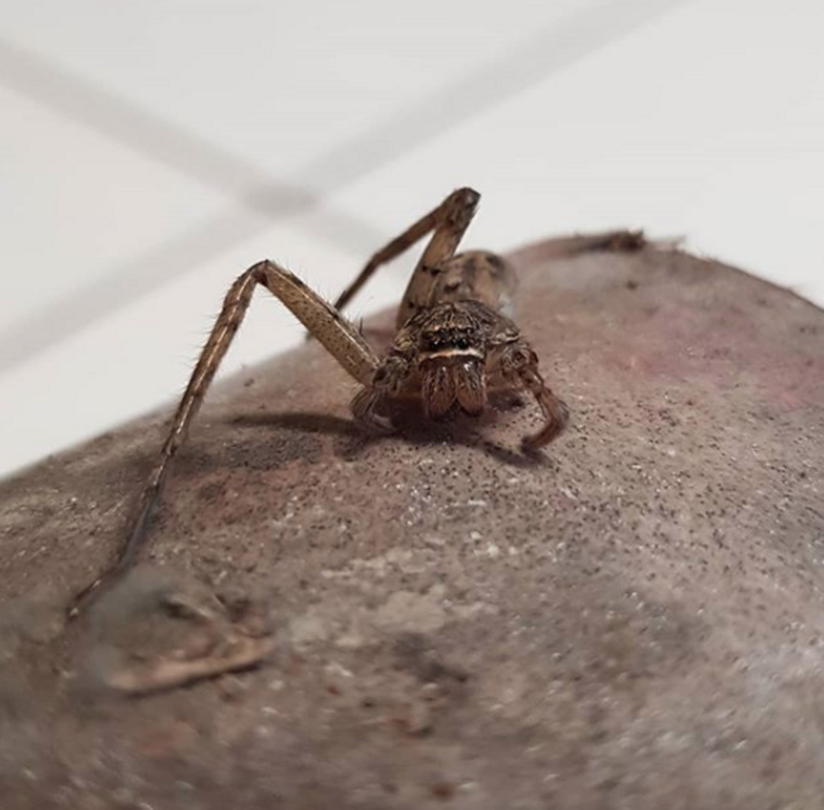 Woman Finds 2-Legged Spider And Helps Her Grow Her Legs Back - The Dodo