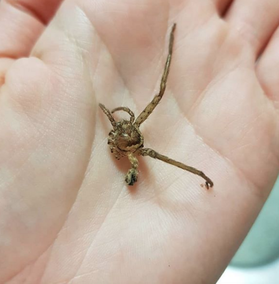Woman Finds 2-Legged Spider And Helps Her Grow Her Legs Back - The Dodo