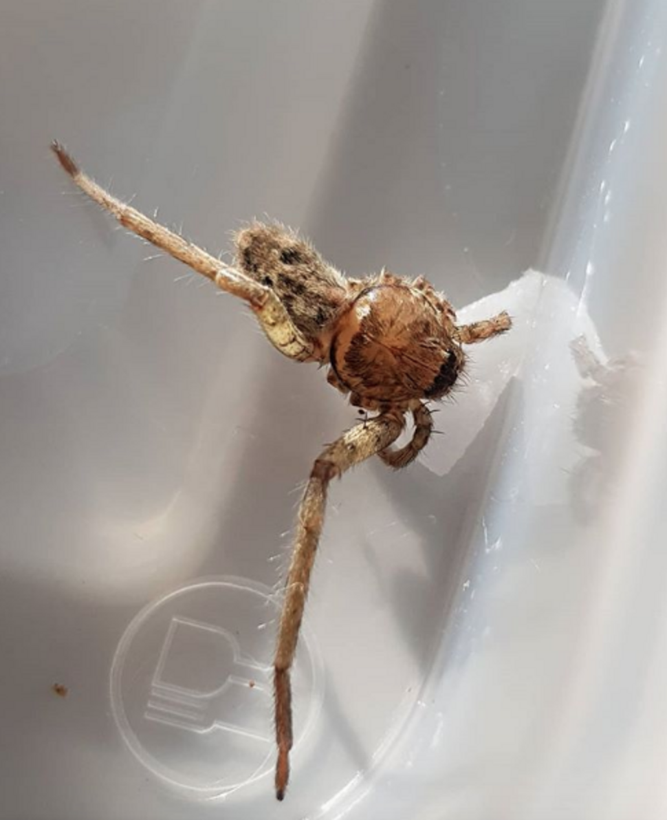 Woman Finds 2-Legged Spider And Helps Her Grow Her Legs Back - The Dodo