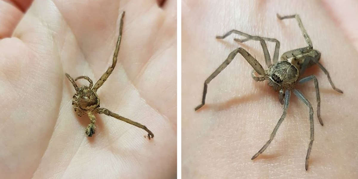 Woman Finds 2-Legged Spider And Helps Her Grow Her Legs Back - The Dodo