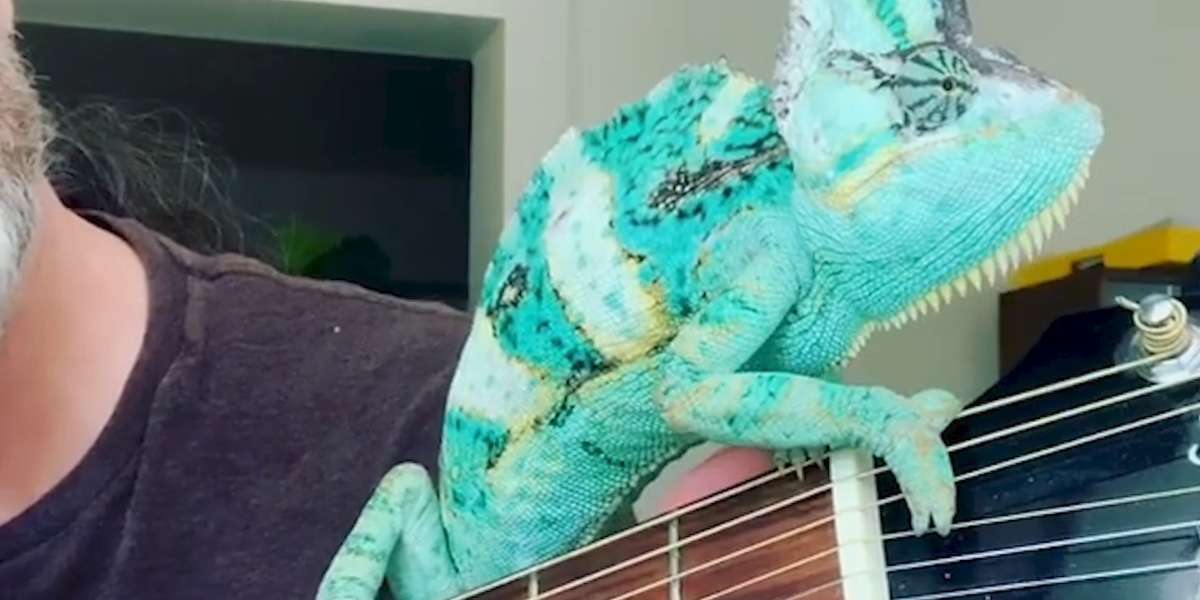 Lizard Loves To Touch Everything He Can Get His Hands On - Videos - The ...