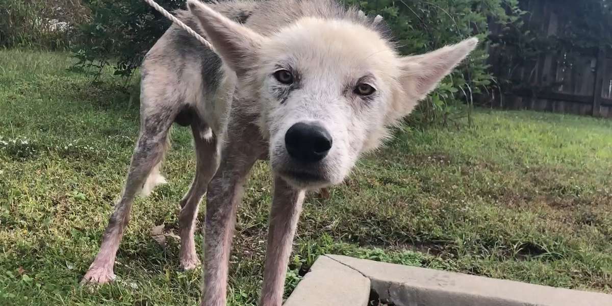 Neglected Husky Is So Fluffy And Happy Now - Videos - The Dodo