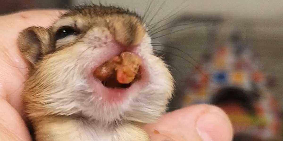 Tiny Hairless Baby Chipmunks Grow Up To Have The Cutest Stripes ...