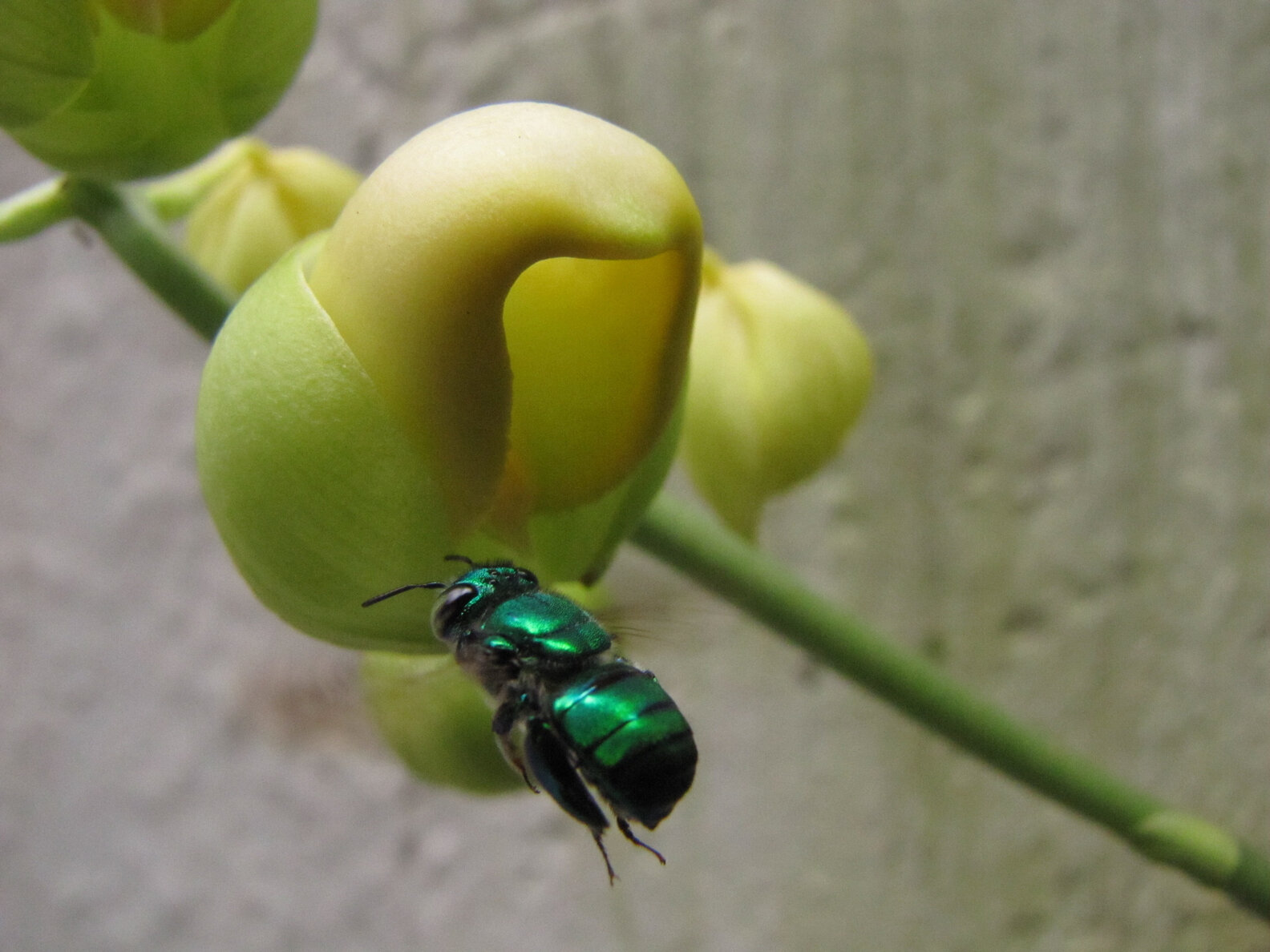 Emerald Green Bees Exist And They Are So Mesmerizing - The Dodo