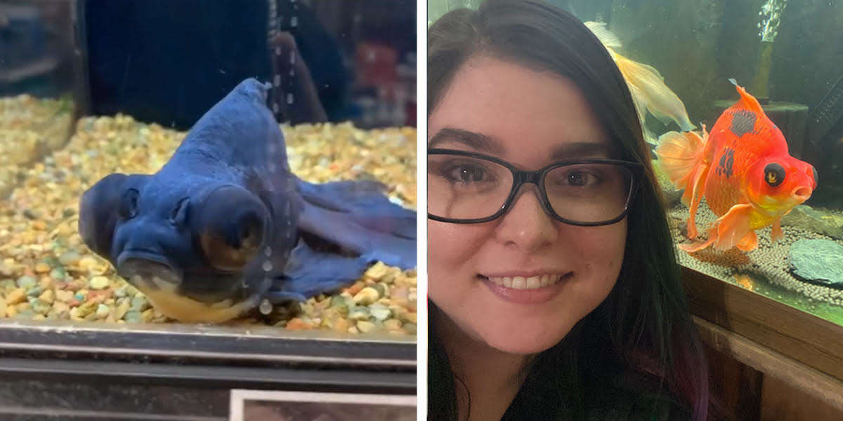 Woman Sees Saddest Goldfish At Pet Store — And Changes His Life - The Dodo