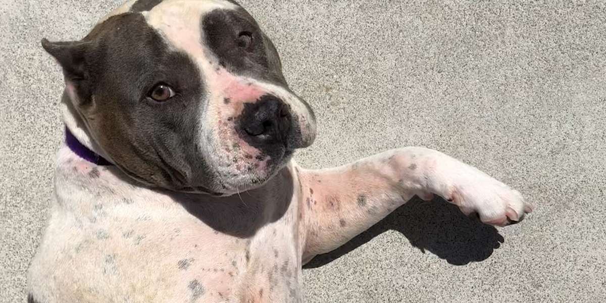 Stray Pittie Becomes The Perfect Family Dog - Videos - The Dodo