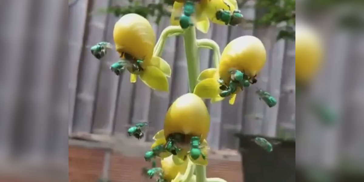 Emerald Green Bees Exist And They Are So Mesmerizing - The Dodo