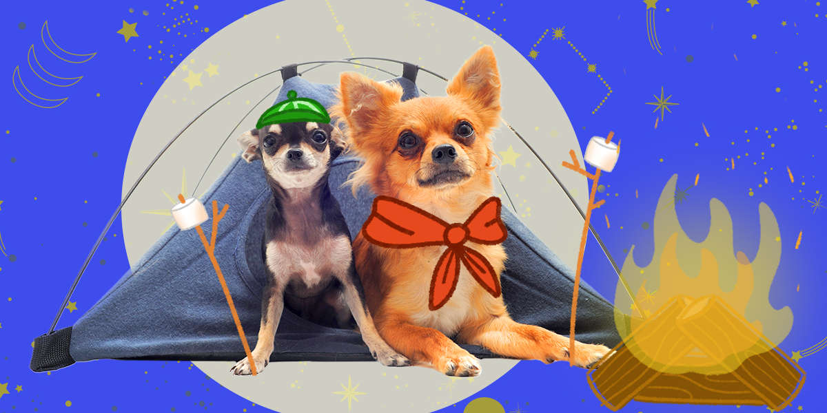 Everything You Need To Know About Camping With Dogs, According To ...