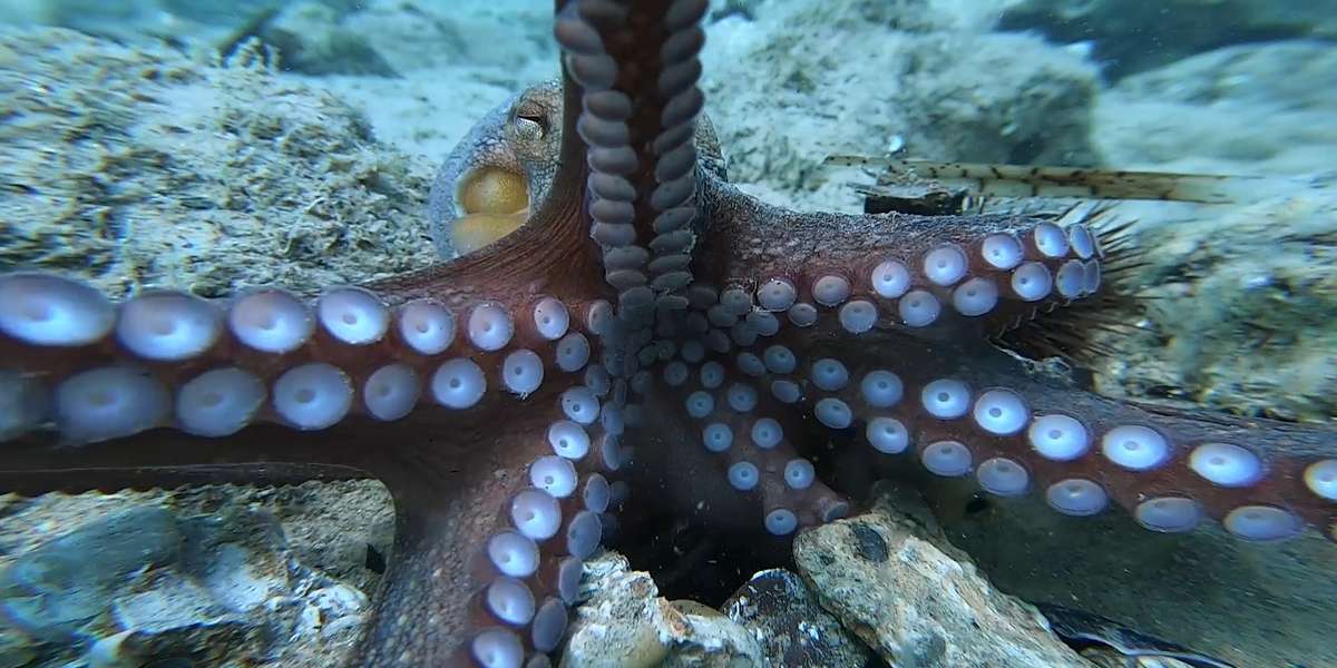 Cutest Baby Octopus Loves To Play With Camera - Videos - The Dodo