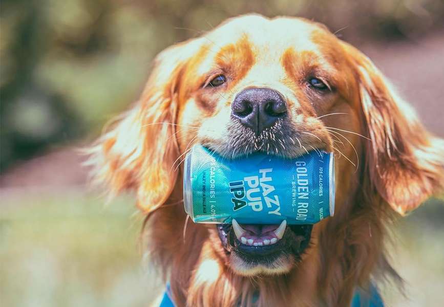 Golden Road Brewing is Delivering 'Hazy Pup IPA' for National Dog Day ...