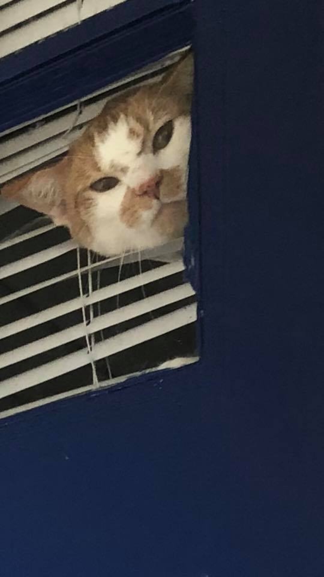 Cat Gets Mad When Mom Won't Let Him Outside - The Dodo