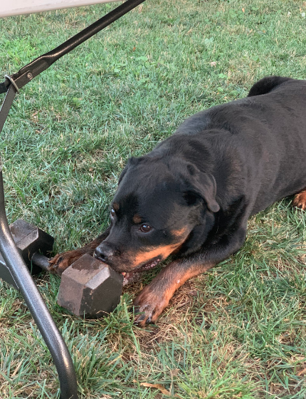 Buff Dog Insists On Carrying A Dumbbell Wherever He Goes - The Dodo