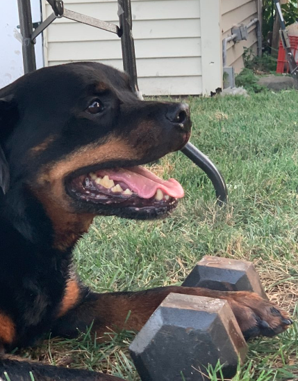 Buff Dog Insists On Carrying A Dumbbell Wherever He Goes - The Dodo