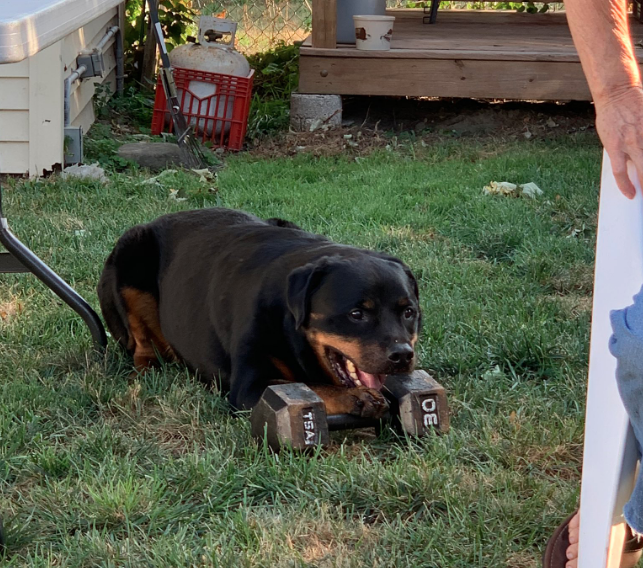 Buff Dog Insists On Carrying A Dumbbell Wherever He Goes - The Dodo