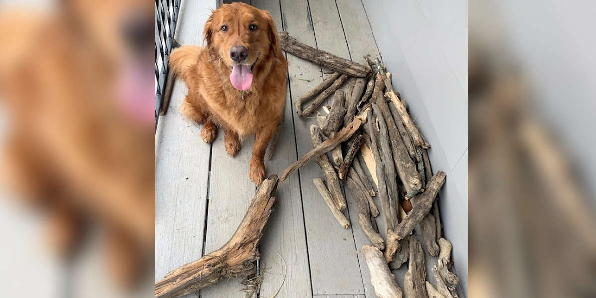 Dog Is So Proud Of His Huge Stick Collection - The Dodo