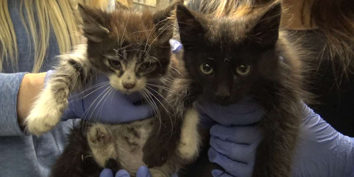 Kittens Trapped In Ravine Can’t Find A Way Out - Videos - The Dodo