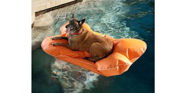 What Every Dog Needs At A Pool Party - The Dodo