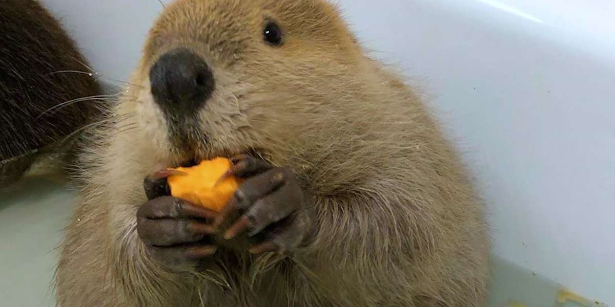 Chunky Orphaned Beaver Gets A Girlfriend Who's A Lot Like Him - Videos ...