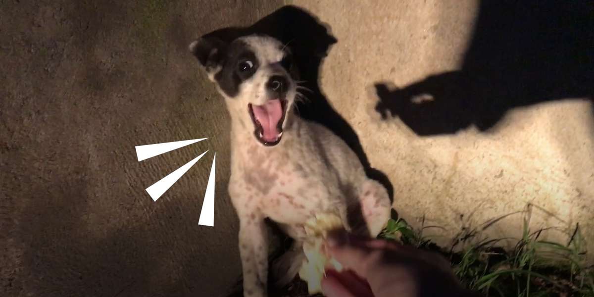 Rescuer Shares Her Lasagna With Crying Little Puppy - Videos - The Dodo