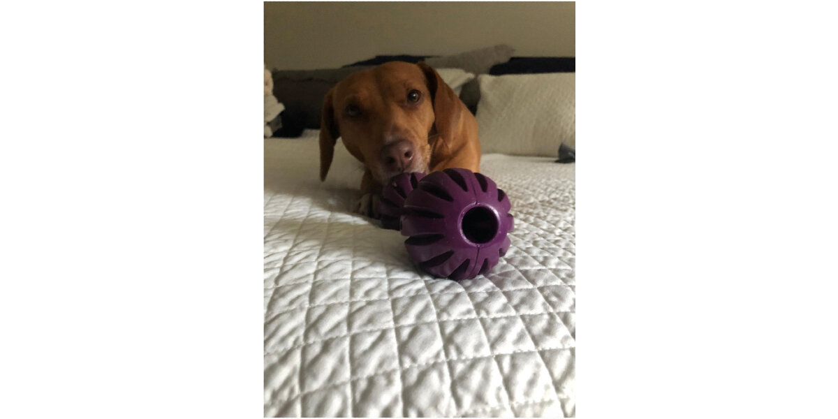 Dodo Review: Our Dogs Love This Busy Buddy Treat Dispenser - The Dodo