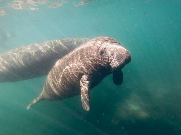 Dwarf Manatee