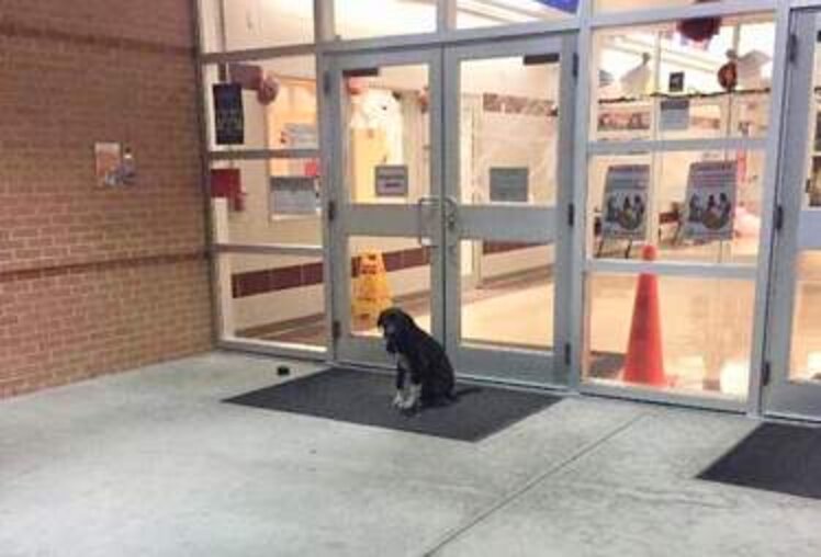 9 Times Pets Made Going Back-To-School So Much Better - The Dodo