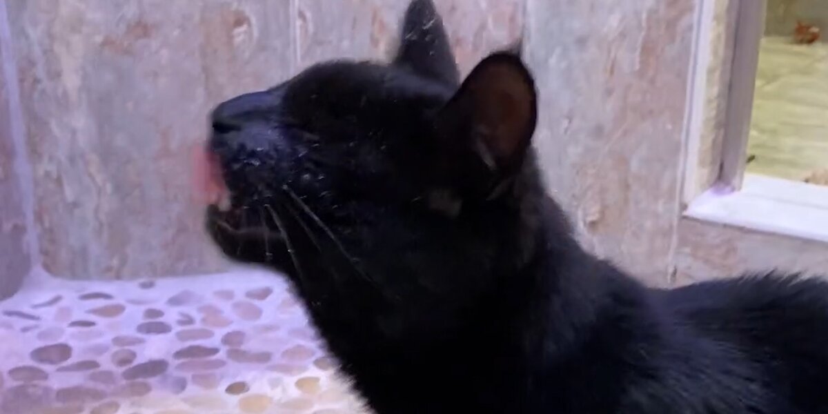 Blind Cat Demands A Shower Every Day Videos The Dodo