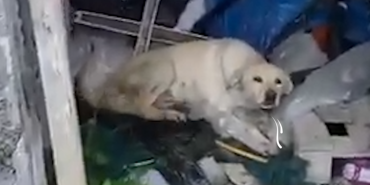 Man Finds Sick Stray Labrador And Transforms Her Life Forever - Videos ...