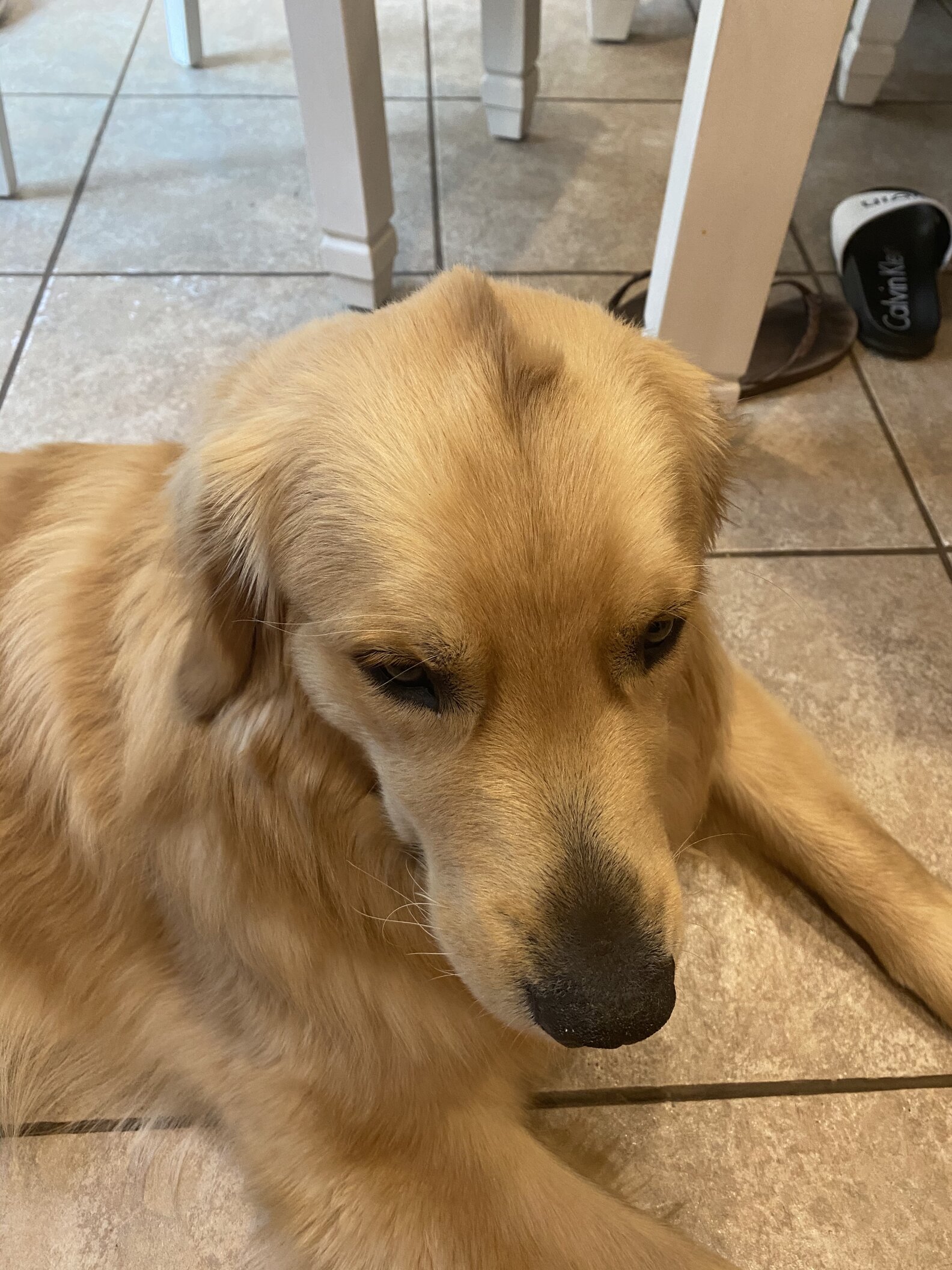 Dog Was Born With A Mohawk - The Dodo