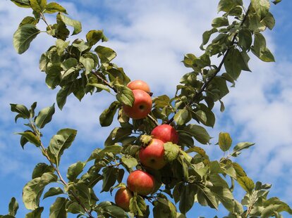 Apple Picking Near Philadelphia: Gorgeous Orchards Outside of the City ...