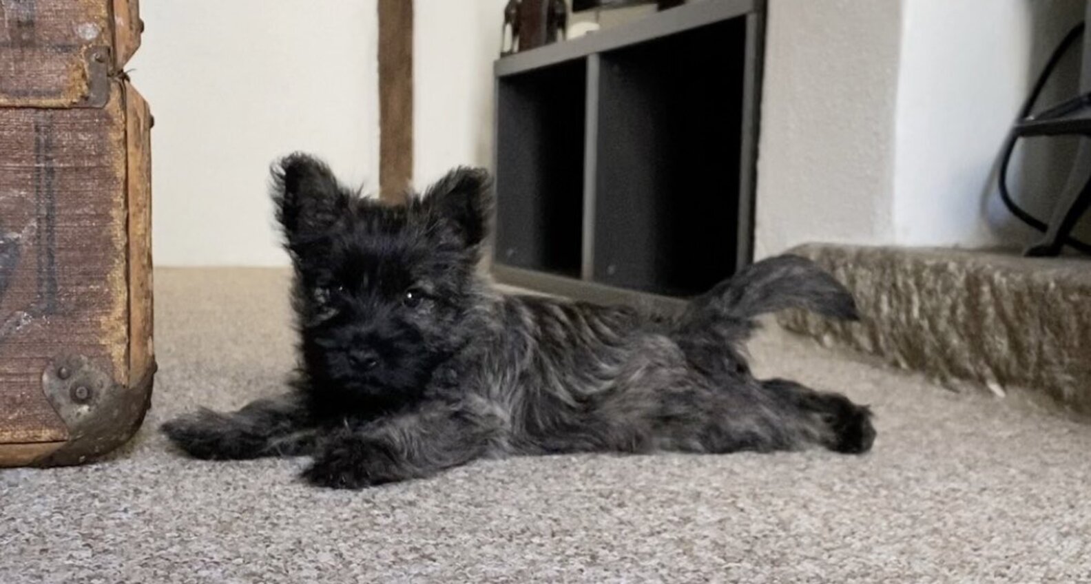 Dog Realizes She Can Control The Light — And Goes Mad With Power - The Dodo