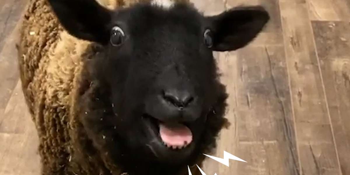 Little Lambs' Screams Sound Like An Alien - Videos - The Dodo