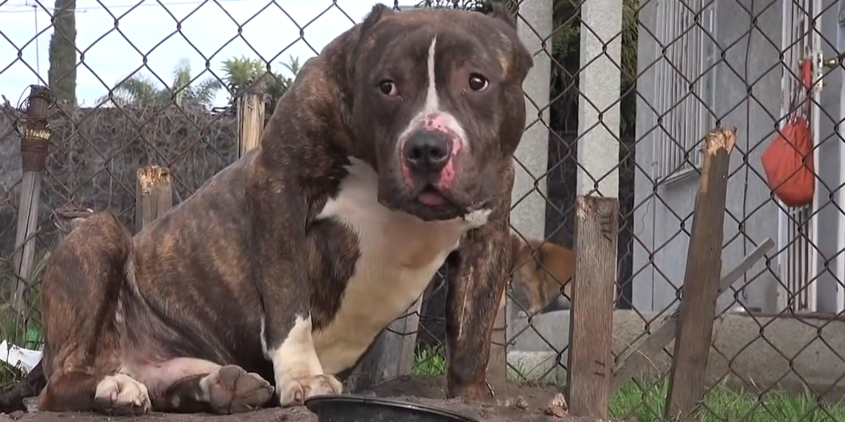 Scared Pit Bull Is So Grateful To Be Rescued - Videos - The Dodo