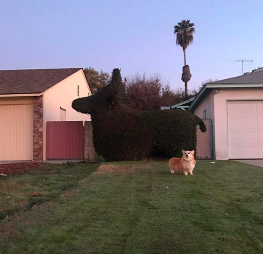 Corgi Freaks When She Meets A Bush That Looks Just Like Her - The Dodo