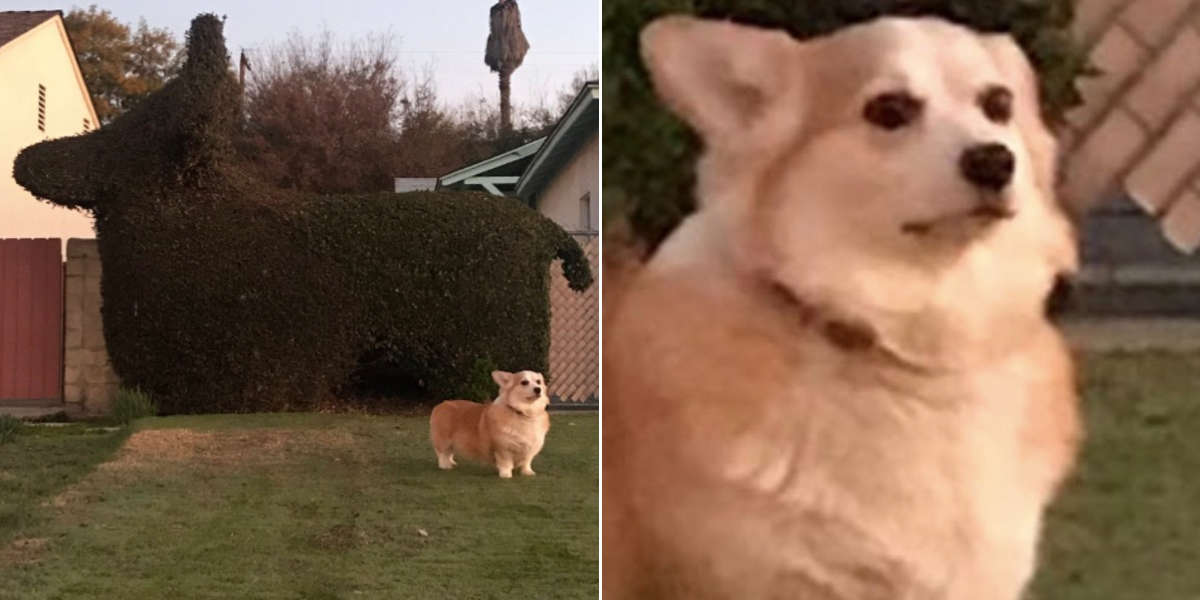 Corgi Freaks When She Meets A Bush That Looks Just Like Her - The Dodo