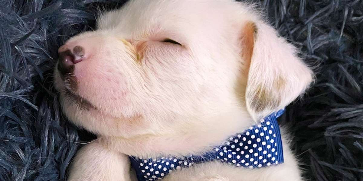 Abandoned Box Had The Tiniest, Cutest Puppy Inside - Videos - The Dodo