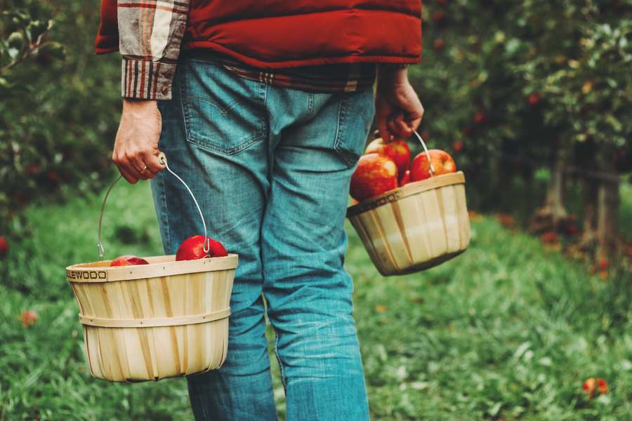 Apple Picking Near Seattle: U-Pick Apple Orchards & Farms to Visit Now ...