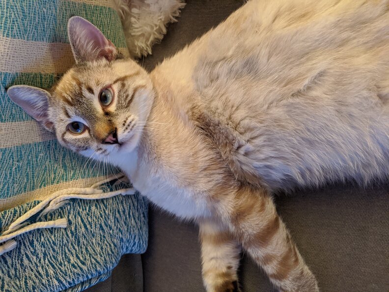 Cat Refuses To Let Her Mom Use Her Computer Mouse - The Dodo