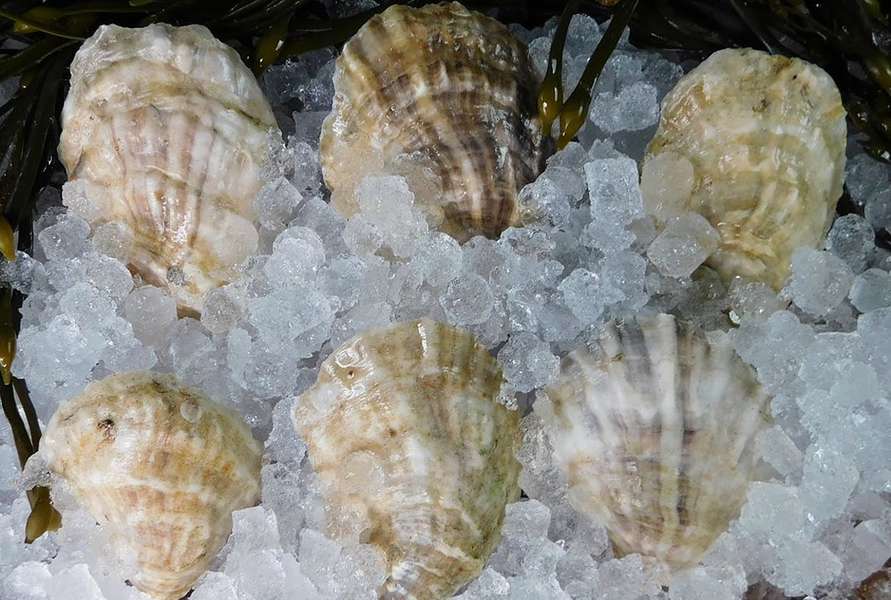 How to Get Oysters Delivered Now: Mook Sea Farm Sale on Goldbelly ...