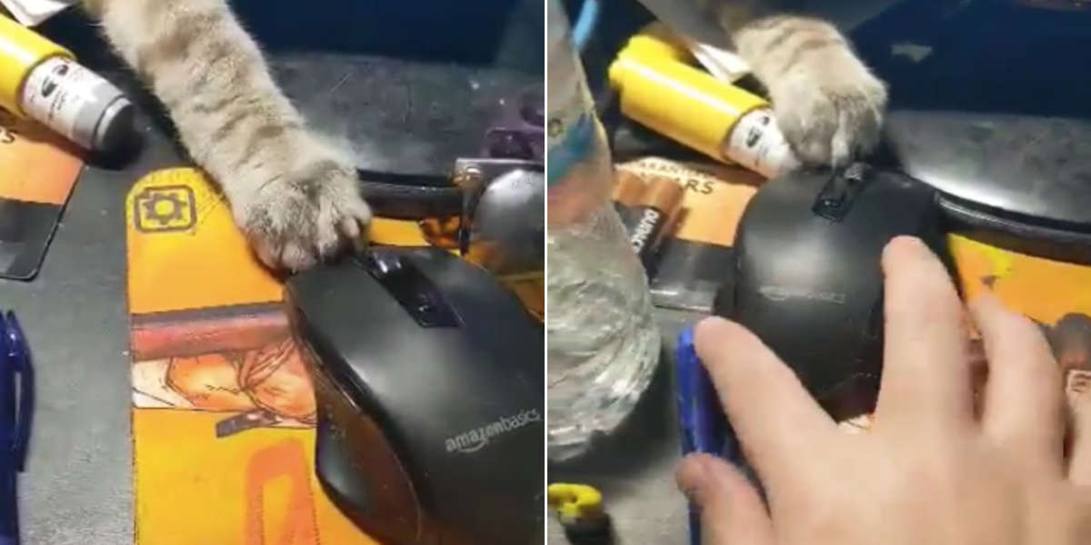 Cat Refuses To Let Her Mom Use Her Computer Mouse - The Dodo