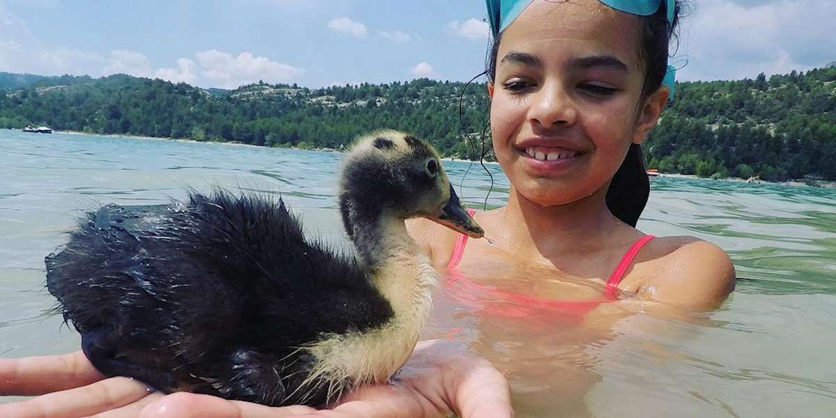 Baby Duck Is Best Friends With His Human Sister - Videos - The Dodo