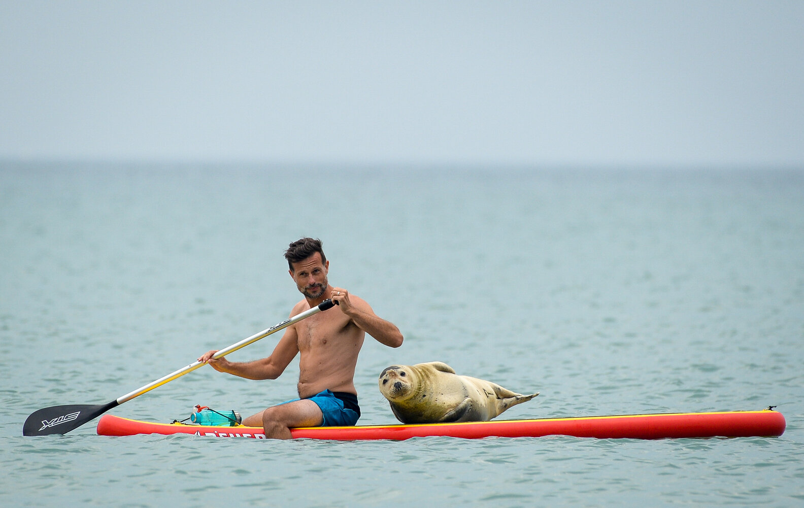 Lazy Seal Catches A Ride With Paddleboarders - The Dodo